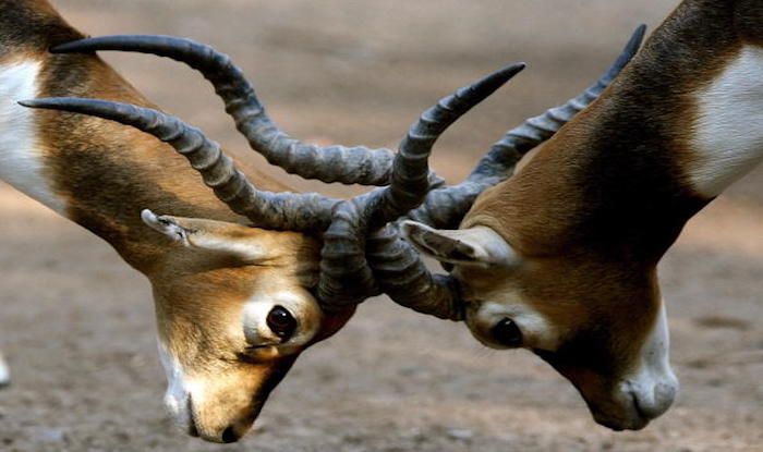 Saurashtra is Home to The Largest Population of Blackbucks in The ...