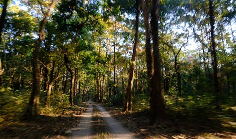 Visiting Buxa Tiger Reserve is a Must For Wildlife Enthusiasts | India.com