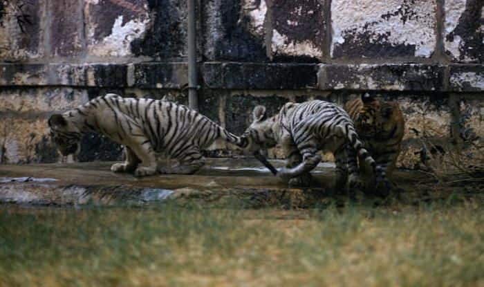 Why Visit Rewa, The Land of The White Tiger | India.com