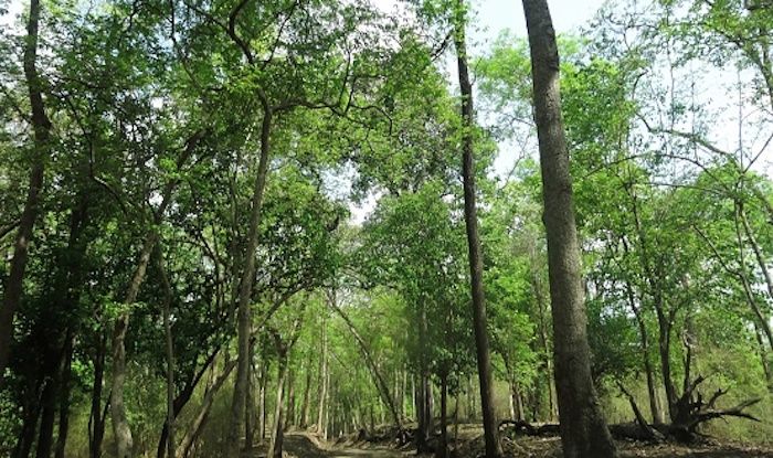 Vansda National Park is Home to Biodiversity Not Seen Anywhere Else in ...