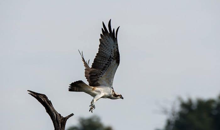 Bhadra Wildlife Sanctuary is One of The Most Diverse Parks in The ...