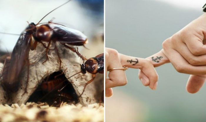 This Valentine’s Day You Can Name a Cockroach After Your ex-Lover, Know ...