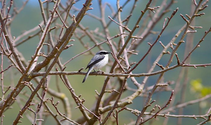 If You’re A Bird Watching Enthusiast, Head to Pangot in Uttarakhand ...