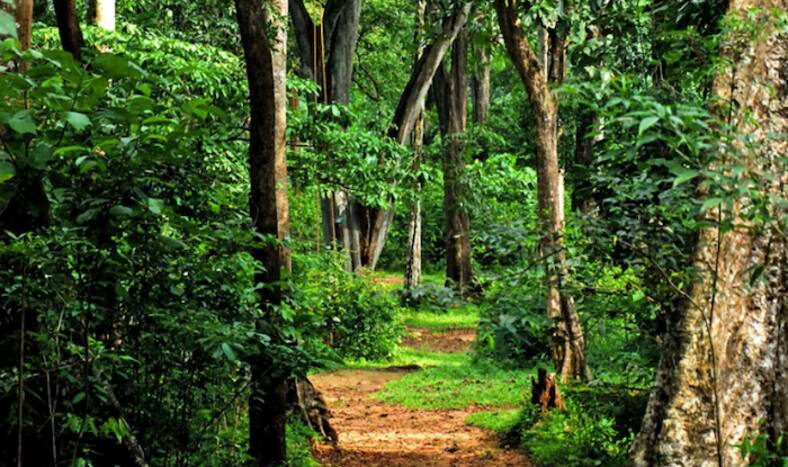 Shendurney Wildlife Sanctuary is Home to Endangered Species Such as Lion-Tailed Macaque | India.com