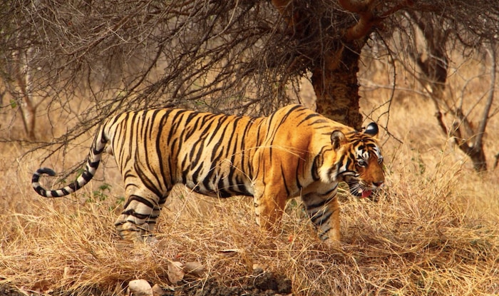 Kalakad Mundanthurai Tiger Reserve is a Sprawling Treasure Trove For ...
