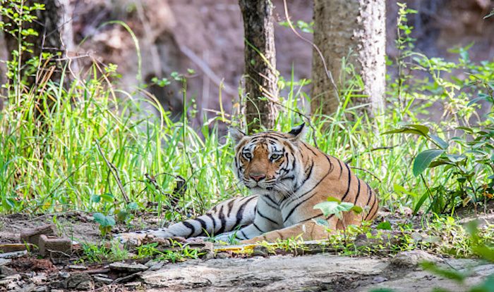 Pench National Park Offers Both Day And Night Safari – Taking The ...