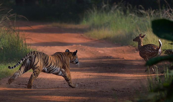 Visit Tadoba Andhari Tiger Reserve – Maharastra’s Oldest And Largest ...