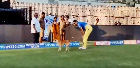 IPL 2019: MS Dhoni Plays Around With Dog Ahead of CSK v KKR Will Melt ...