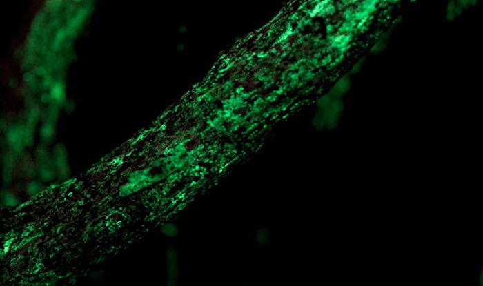 Why Take Trip to Chorla Ghat – Goa’s Hinterland | India.com