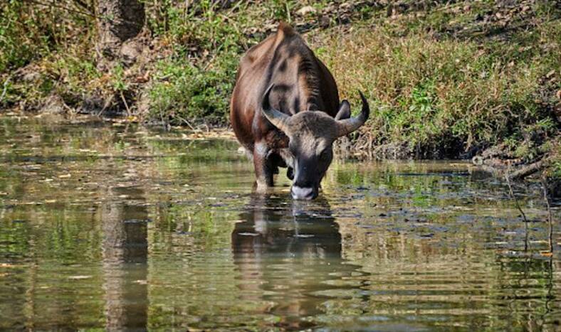 Kabini Wildlife Sanctuary: A Tryst With Karnataka’s Biodiversity ...