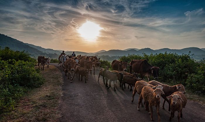 Top 3 Places to Visit on Your Trip to Araku Valley | India.com