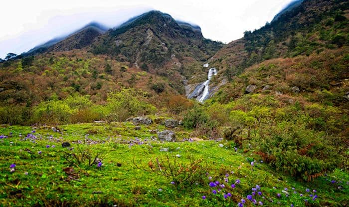 Barsey Rhododendron Sanctuary: A Trek Through The Pink Blossoms | India.com