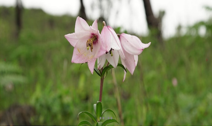Shirui Lily Festival 2019: Everything You Need to Know About it | India.com