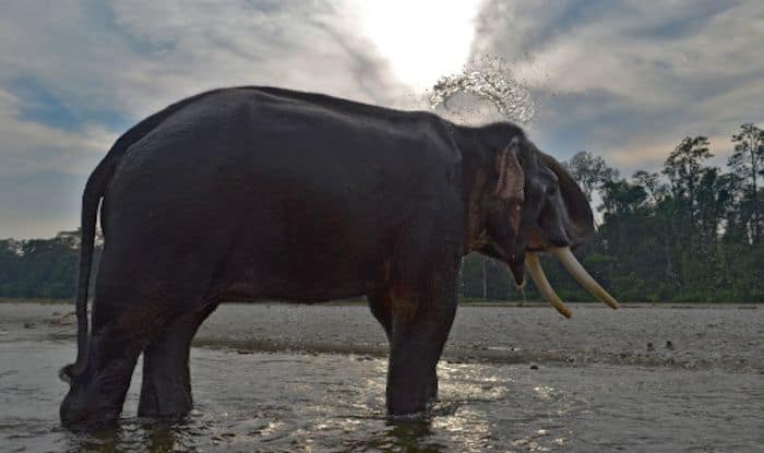 Dooars: Dense Forests, Exotic Wildlife And a Gateway to Bhutan | India.com