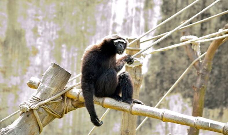 Hoollongapar Gibbon Sanctuary: Home to India’s Only Ape Species | India.com