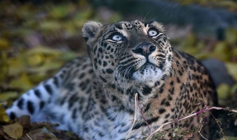 Dachigam National Park: Up And Close With Kashmir’s Wildlife | India.com
