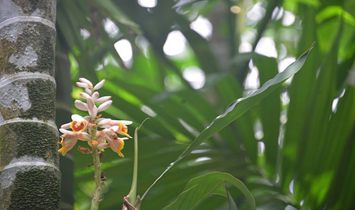 Give The Beaches a Miss, Head to The Top Spice Plantations in Goa ...