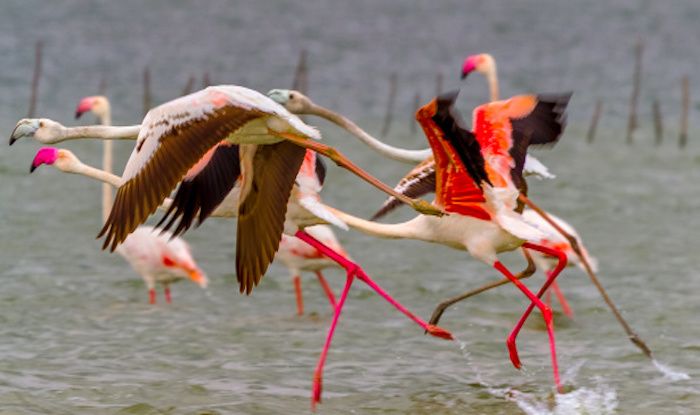 Wildlife Parks in Odisha: Home to a Wealth of Biodiversity | India.com