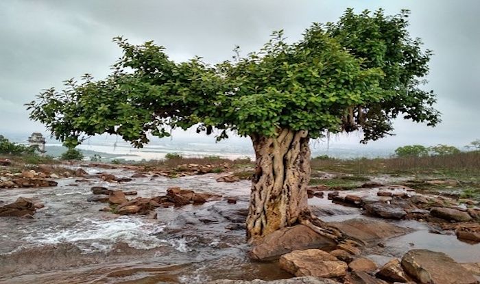 Sonbhadra: Of Cave Paintings And Fossil Parks | India.com