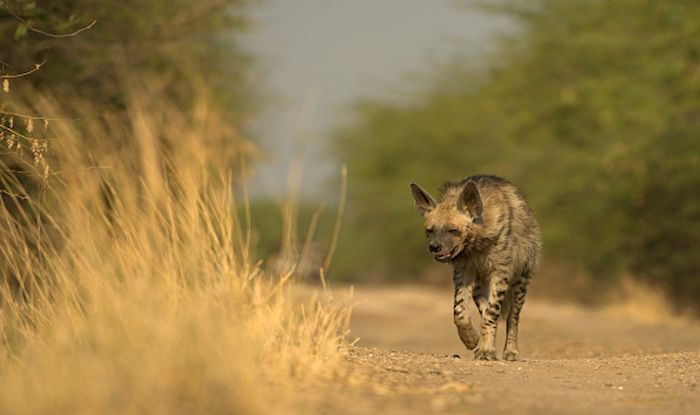 5 Best Wildlife Sanctuaries in Odisha For The Nature Lovers