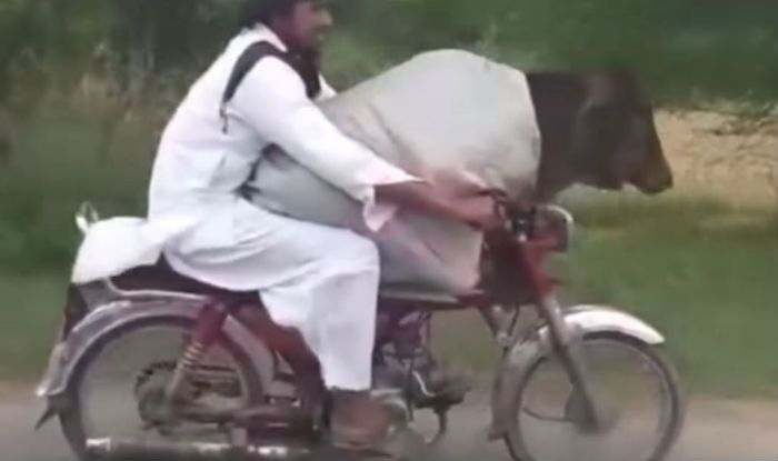 Pakistan Man Rides a Bike With Cow Calmly Sitting in Front, Watch Viral ...