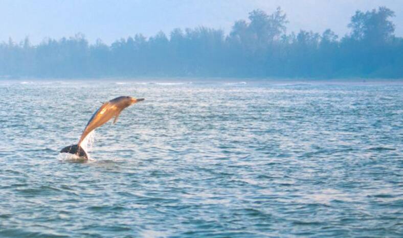 It’s Time to Conserve The Natural Habitat of Indus River Dolphins ...