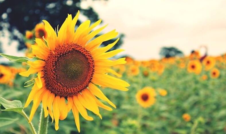Gundlupet: A Quick Guide to The Flower Farms of Karnataka | India.com