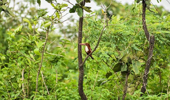 What to See and do in The Nondescript Town of Kirandul | India.com