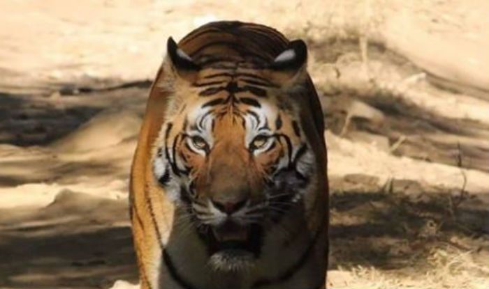 Tiger Chases Bike Riders in Kerala Wildlife Sanctuary, Scary Video Goes ...