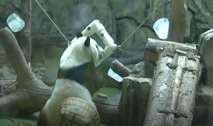 Giant Pandas Play With Ice Cubes in China to Beat The Heat, Watch Viral ...