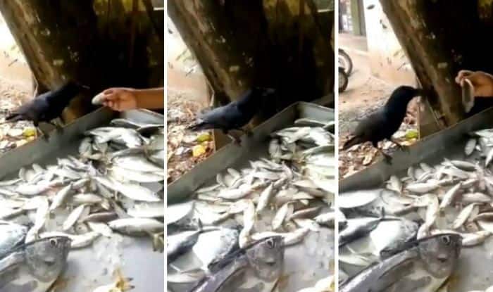 Crow, Fishmonger, Kerala, Bargaining, Viral video, Twitter, Twitterati ...