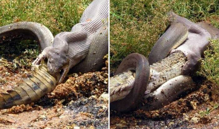 Reptilian Battle! Olive Python Swallows Whole Crocodile in One go, See ...