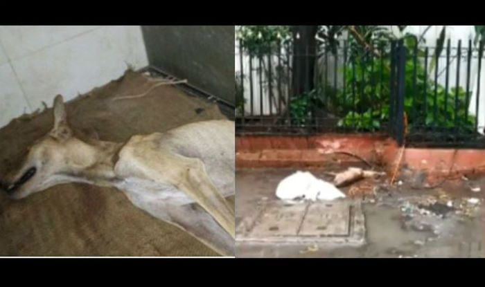 The Bombay Animal Rights has urged people to gather at the Turf View ...