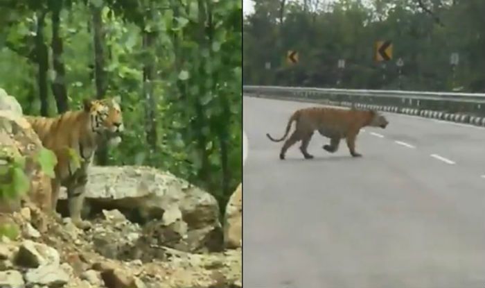 Tiger Crossing National Highway And Jumping Crash Barrier Triggers a ...