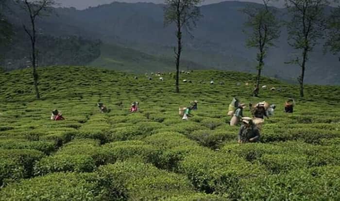 Sitong: A Hilly Retreat in West Bengal | India.com