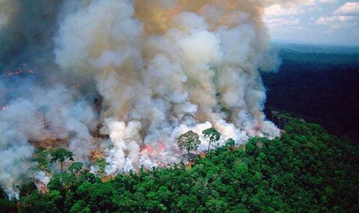 Amazon Burning at Record Rate; Here is How You Can Help Slow Deforestation