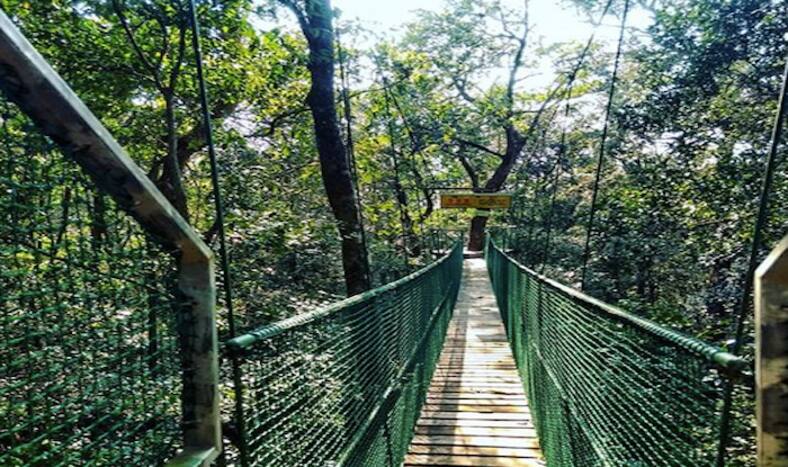 For India’s First Canopy Walk Experience, Head to Kuveshi in Karnataka ...