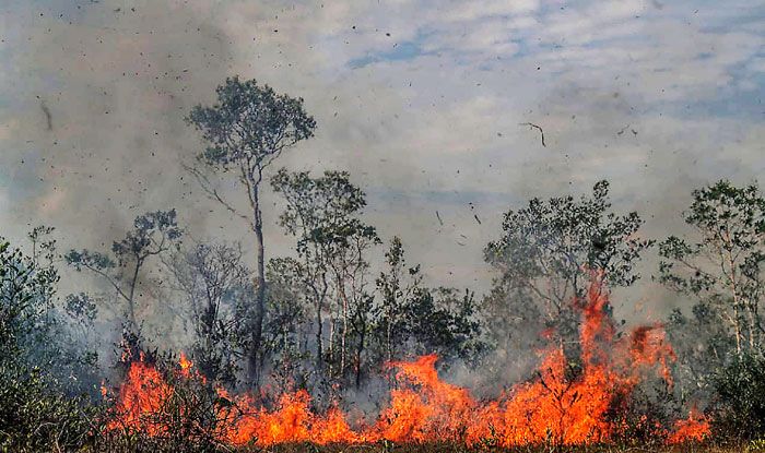 Amazon Rainforest Fire: New Outbreaks Recorded in Brazil – Data Follows ...