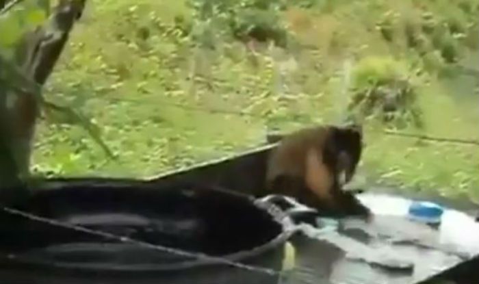 Monkey Washes Clothes in Viral Video - Watch