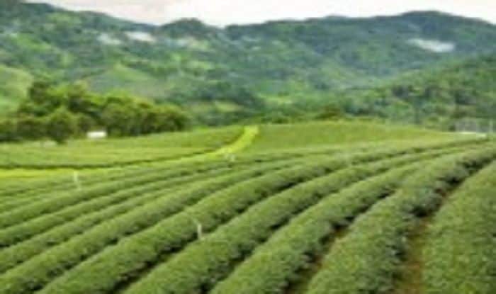 Rare Assam Tea Goes For Rs 75,000 Per kg at Auction | India.com