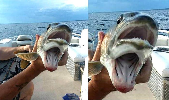 Strange Fish With Two Mouths Found at Lake Champlain in New York, Viral ...