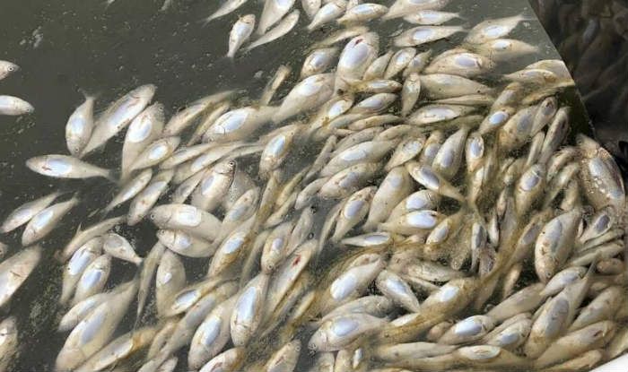 Thousands of Fish Die in Ranchi After Diwali And Durga Puja, Read on ...
