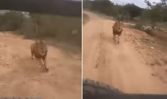 Lion Chases Tourist’s Safari Car in Karnataka’s Zoological Park- Watch ...