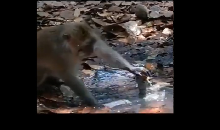 Monkey Tries to Fix Leaking Pipe With Dry Leaves, Video Goes Viral ...
