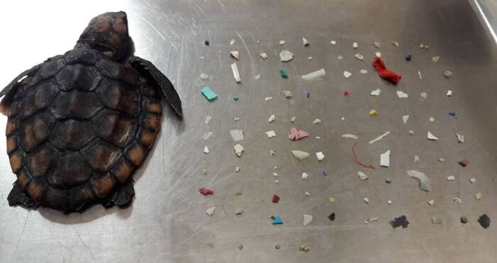 This Turtle Ate 104 Pieces of Plastic. Shocking Photo Goes Viral After ...