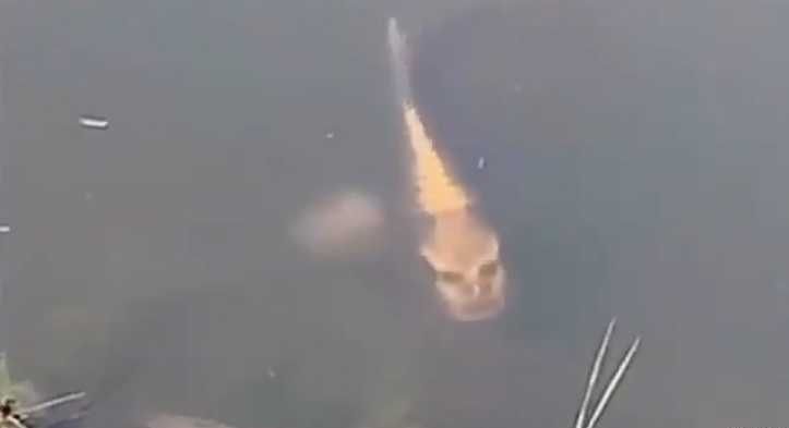 Fish With a Human-like Face Spotted in a Chinese Lake, Video Goes Viral