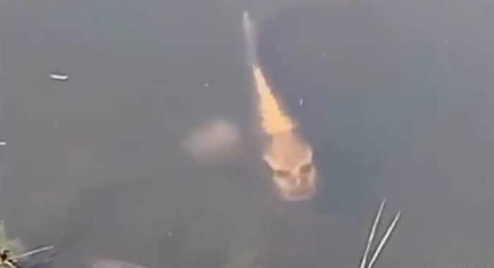 Fish With a Human-like Face Spotted in a Chinese Lake, Video Goes Viral