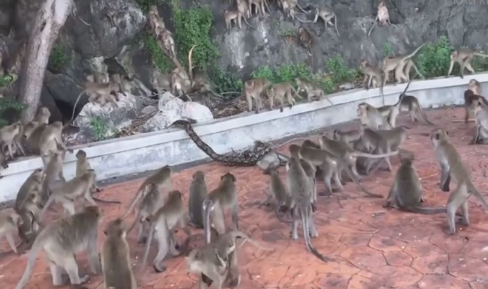 VIRAL VIDEO: साथी को बचाने के लिए अजगर से भिड़ गई बंदरों की टोली, घंटों ...