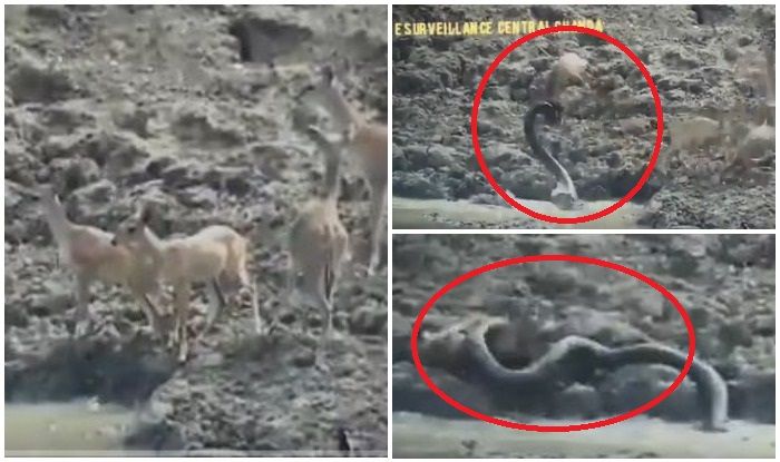 भूखा अजगर, प्यासा हिरन: एक सेकंड से भी कम समय में जो हुआ, उसे देख खड़े ...