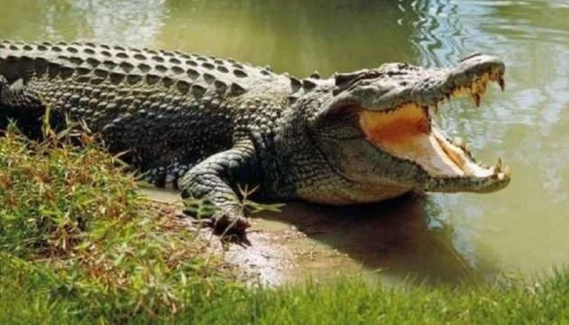 Watch | 12-Feet-Long Crocodile Rescued From Gujarat Village, Video Goes ...